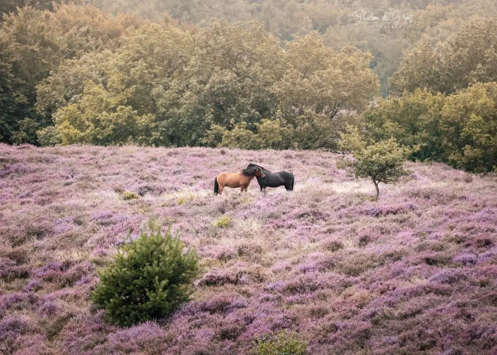 The best heather fields in the Netherlands – Roam the World with Shar