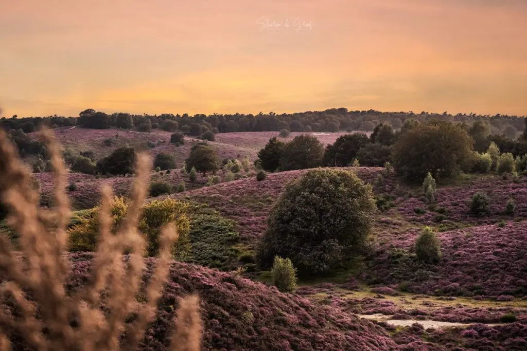 The best heather fields in the Netherlands – Roam the World with Shar